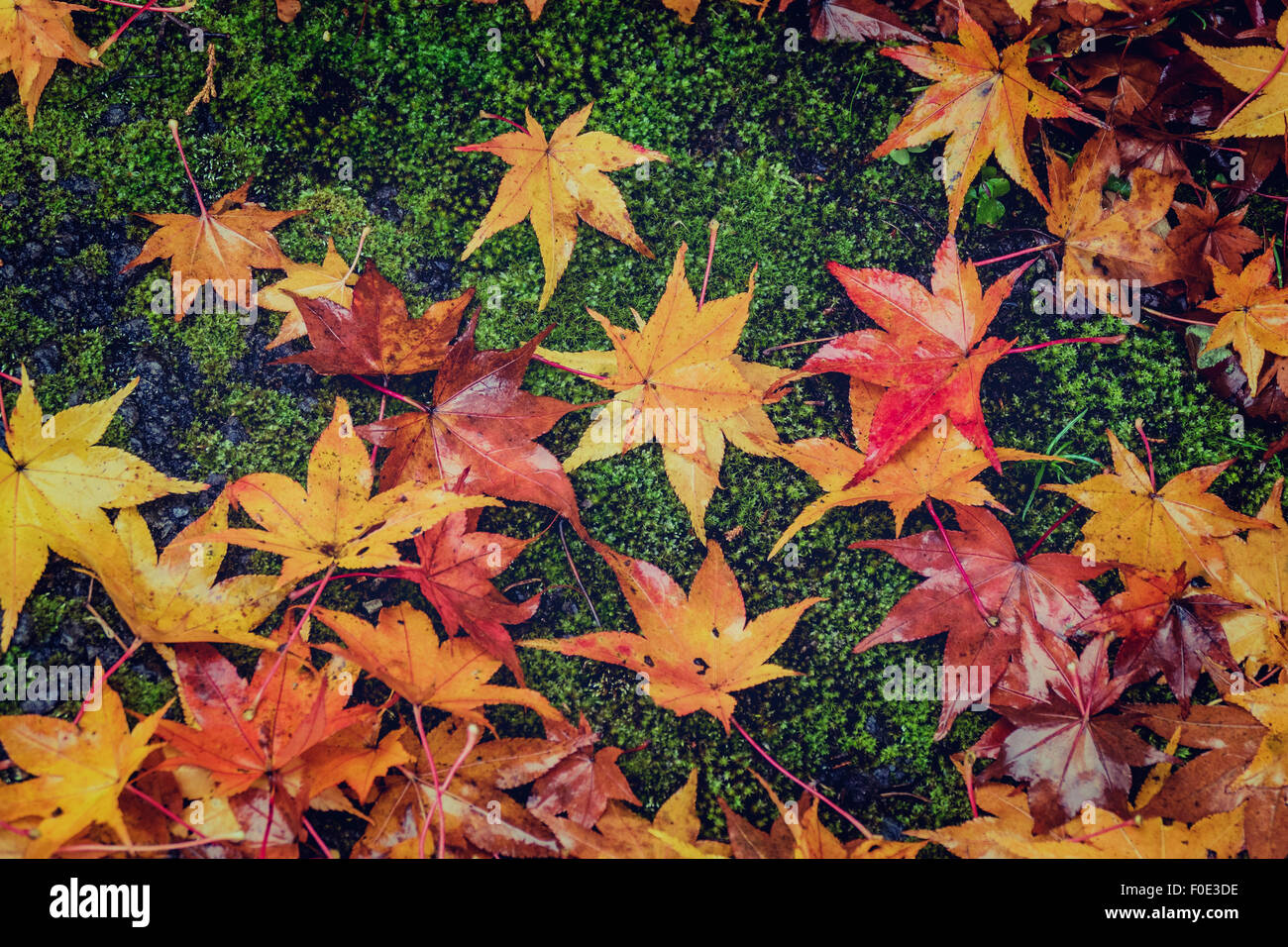 Hakone japan autumn hi-res stock photography and images - Alamy