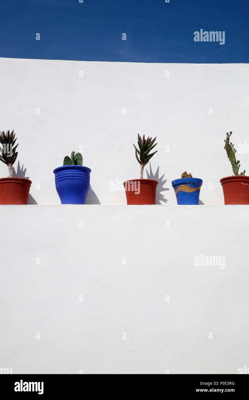 White wall with aligned plants with blue sky Stock Photo - Alamy