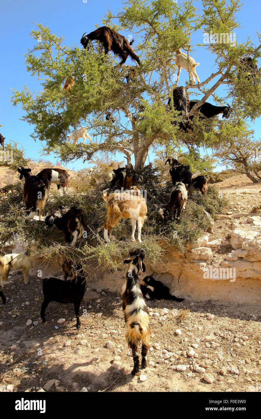 Goat feeding high in the branches of a tree in Morocco Stock Photo - Alamy