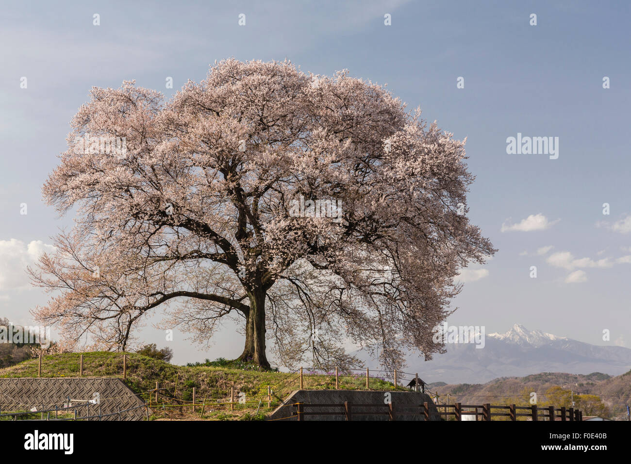 300 years old Cherry blossom at Wani-tsuka, Yamanashi, Japan Stock ...