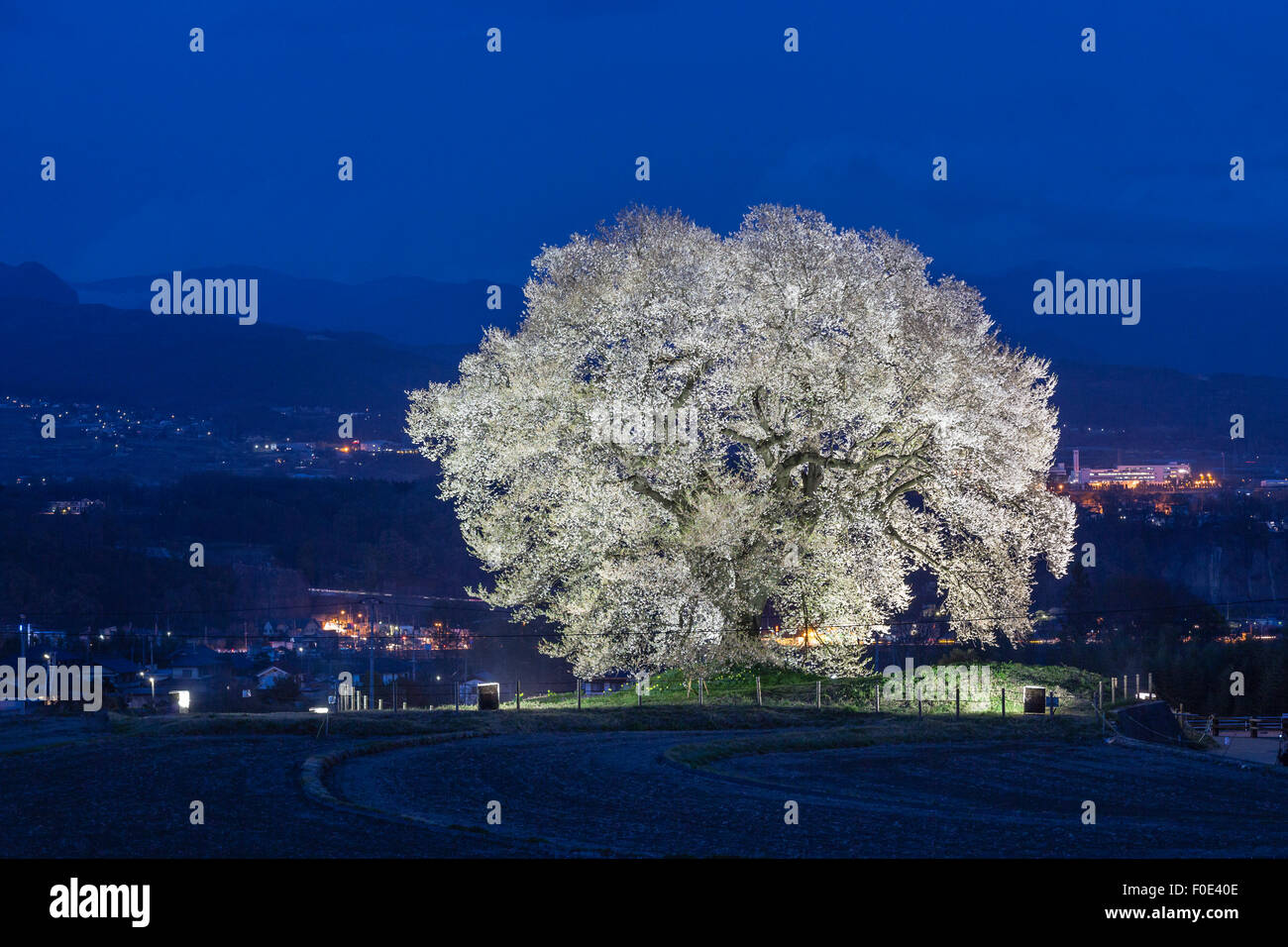 Wani japan hi-res stock photography and images - Alamy