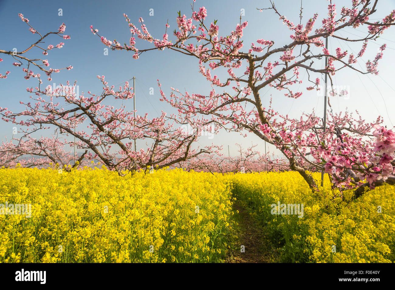 Peach trees and mustard flowers in Japan Stock Photo - Alamy