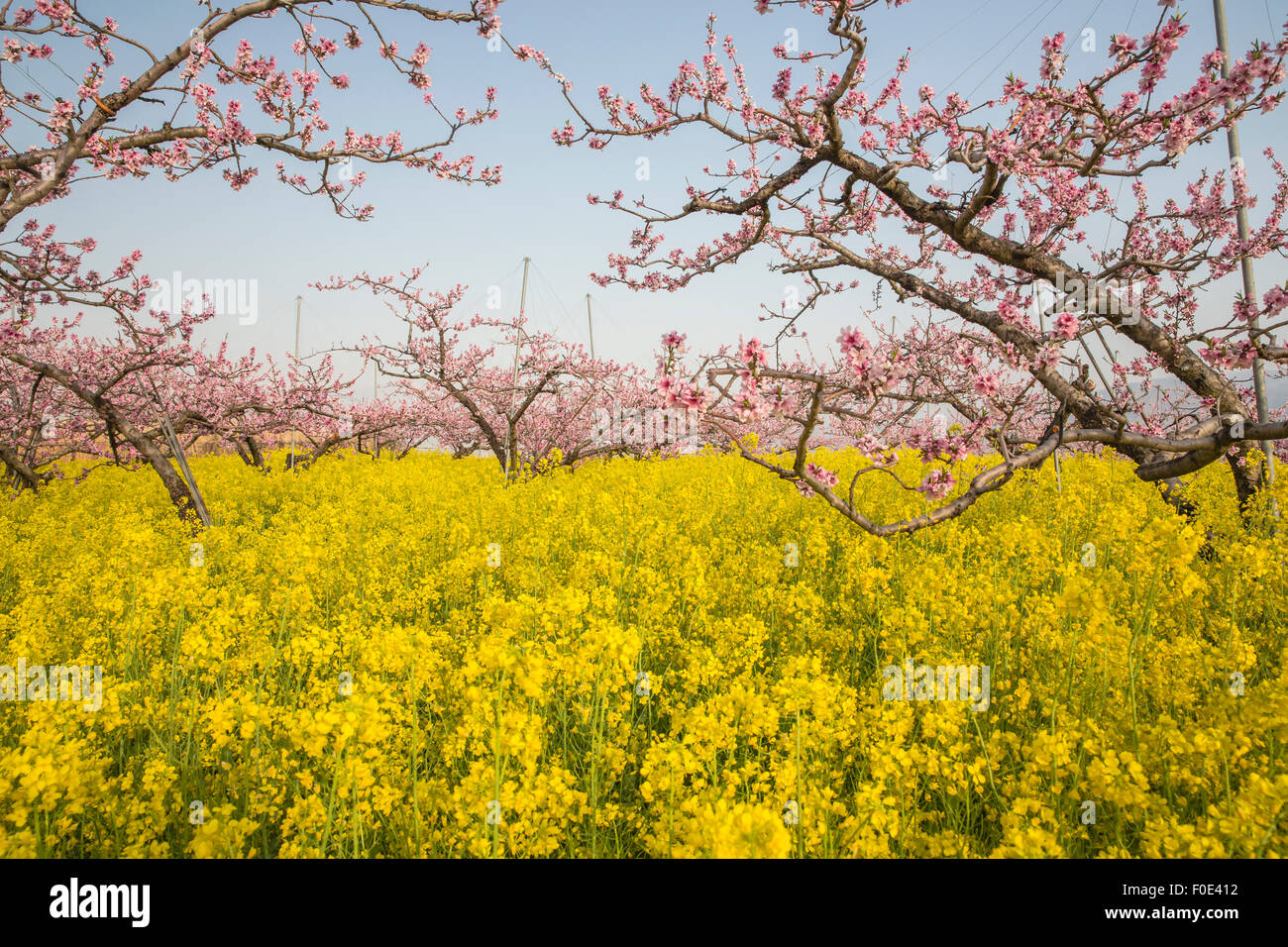 Peach trees and mustard flowers in Japan Stock Photo - Alamy