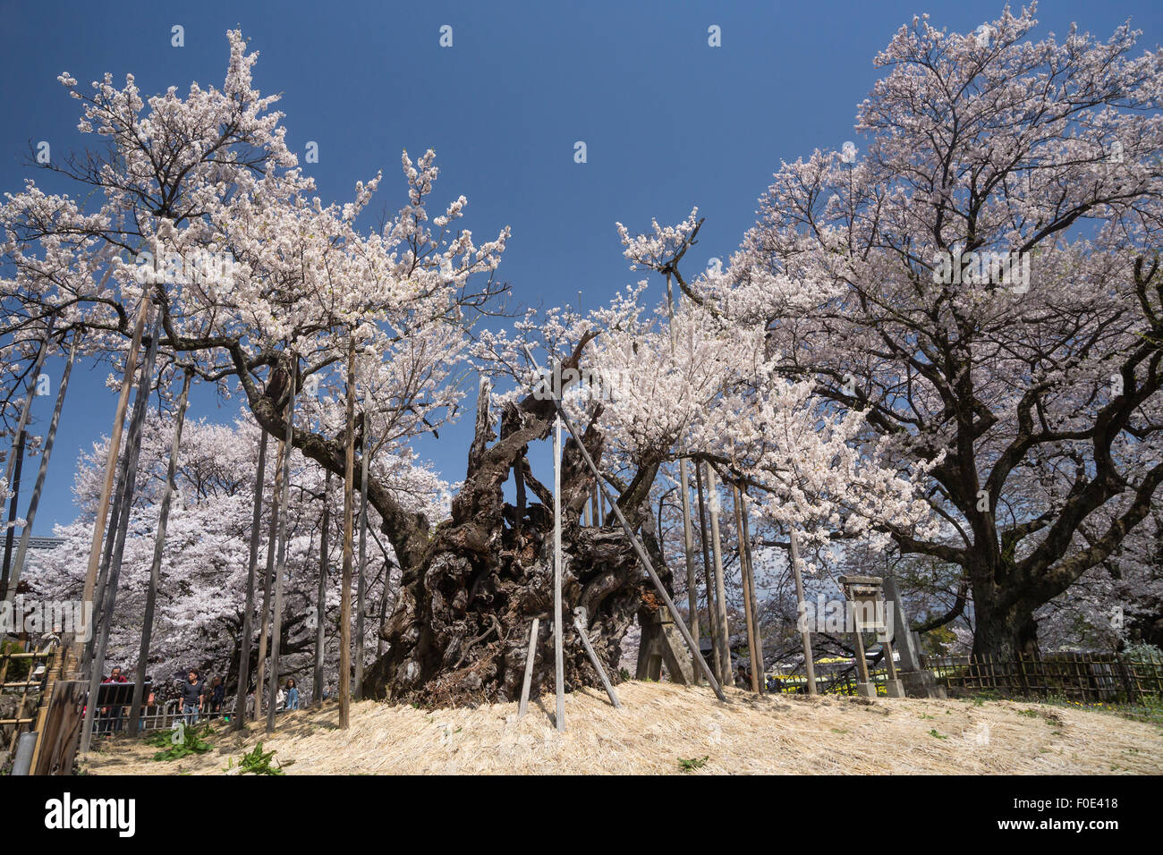 Jindai Zakura cherry tree in Japan Stock Photo - Alamy