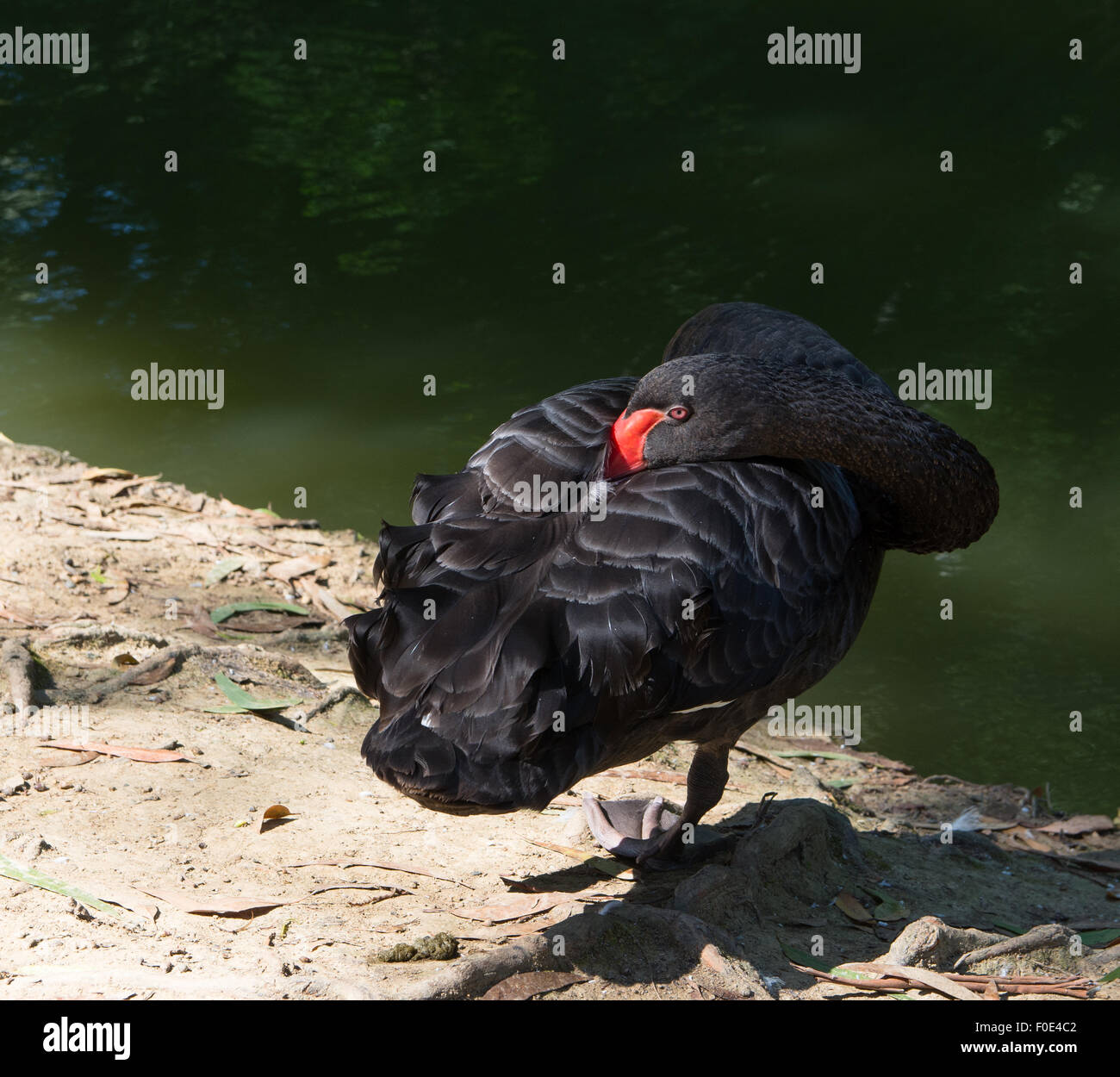 black Swan sleeping on one leg Stock Photo - Alamy
