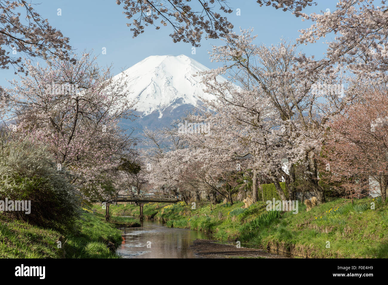 Cherry trees and Mt. Fuji in Japan Stock Photo - Alamy