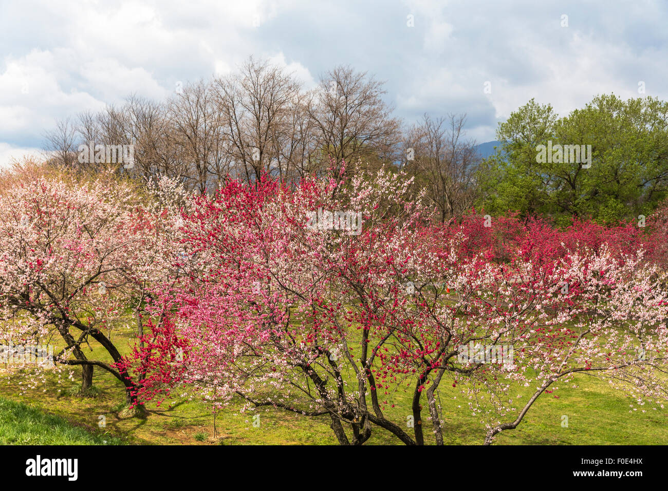 Peach trees in Nagano, Japan Stock Photo - Alamy