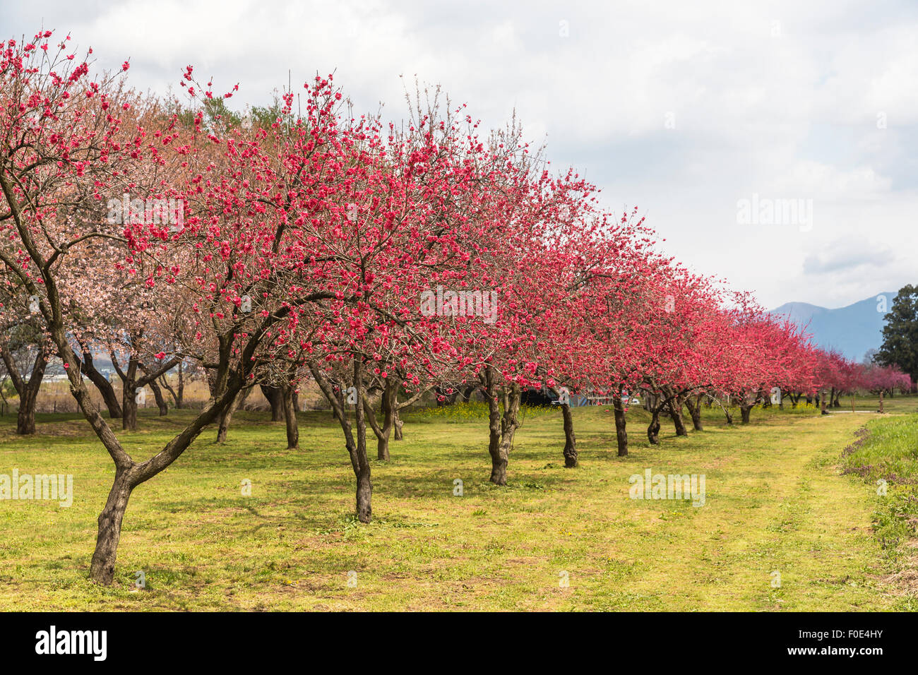 Peach trees in Nagano, Japan Stock Photo - Alamy