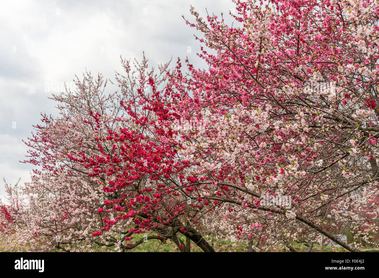 Peach trees in Nagano, Japan Stock Photo - Alamy