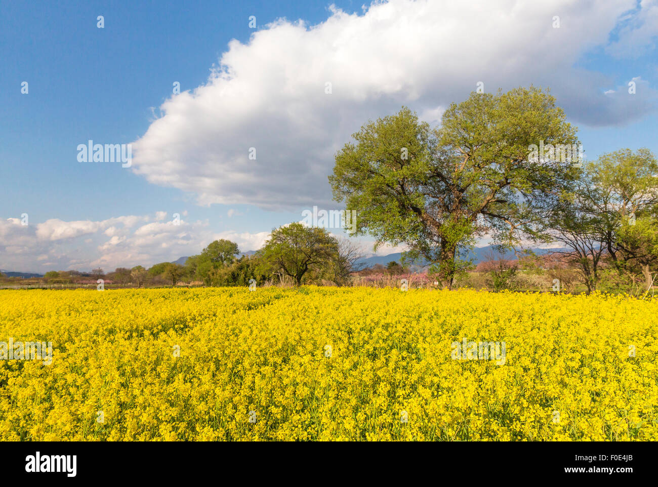 Mustard flowers in Nagano, Japan Stock Photo - Alamy