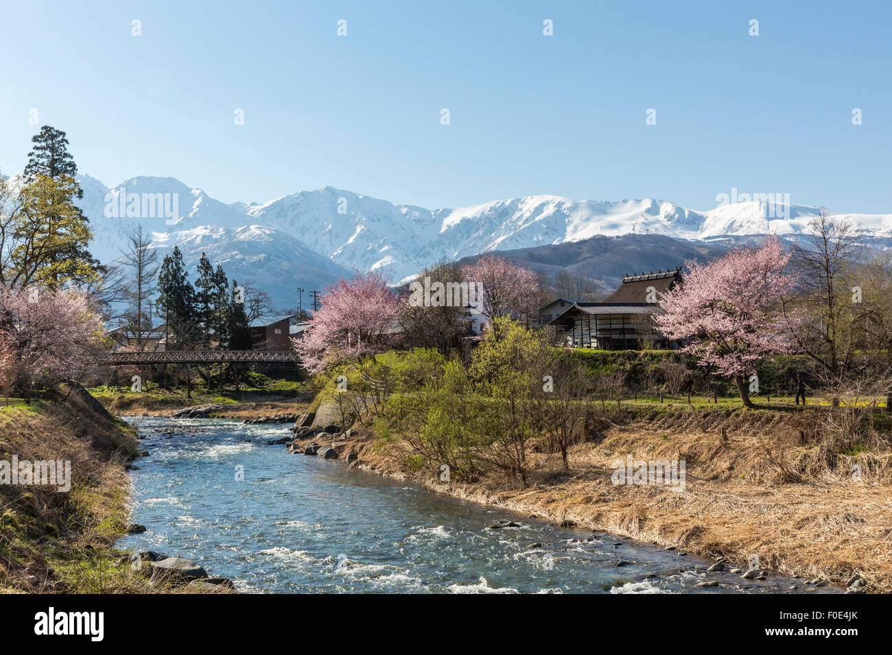 Cherry trees and Mt. Hakuba in Nagano, Japan Stock Photo - Alamy
