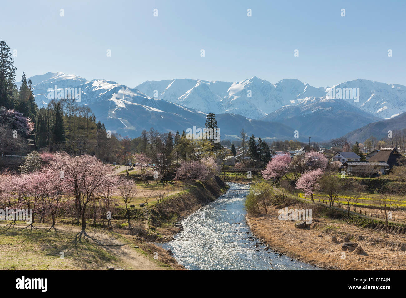 Cherry trees and Mt. Hakuba in Nagano, Japan Stock Photo - Alamy