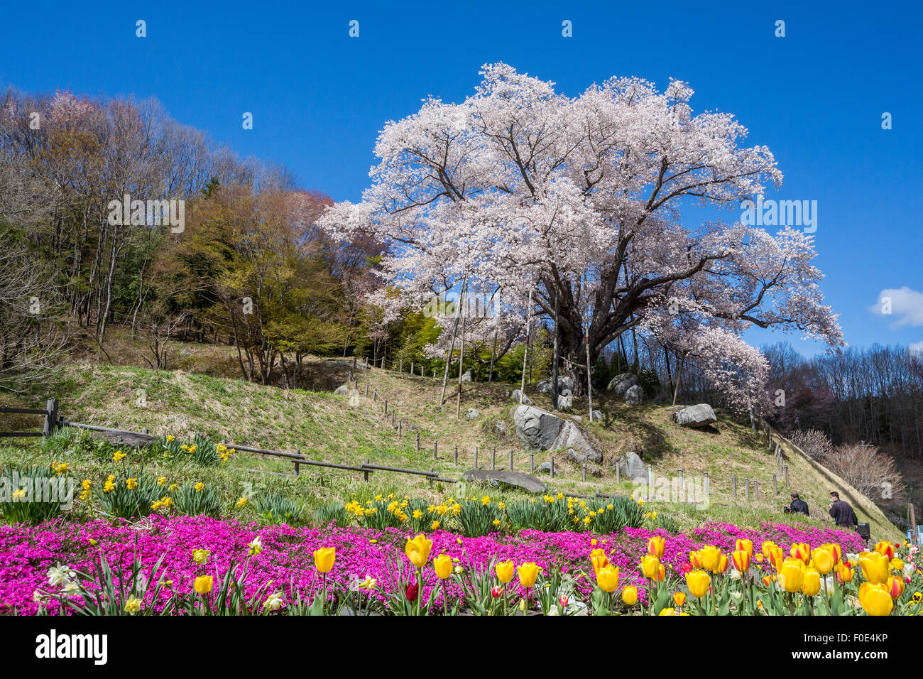 Cherry tree at Koshidai, Fukushima, Japan Stock Photo - Alamy