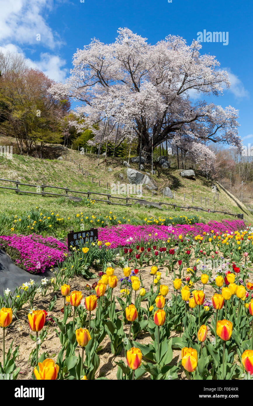Cherry tree at Koshidai, Fukushima, Japan Stock Photo - Alamy