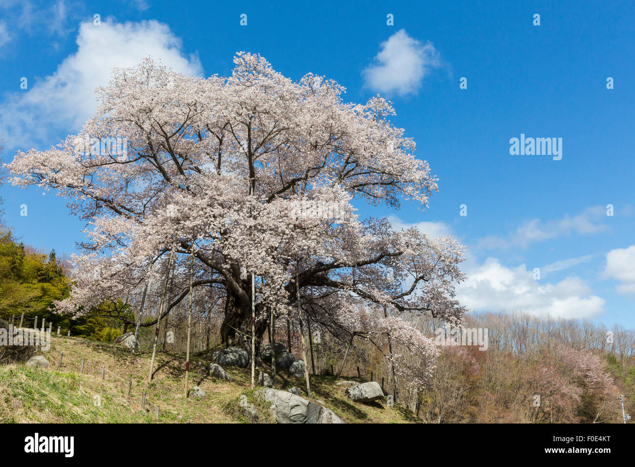 Cherry tree at Koshidai, Fukushima, Japan Stock Photo - Alamy