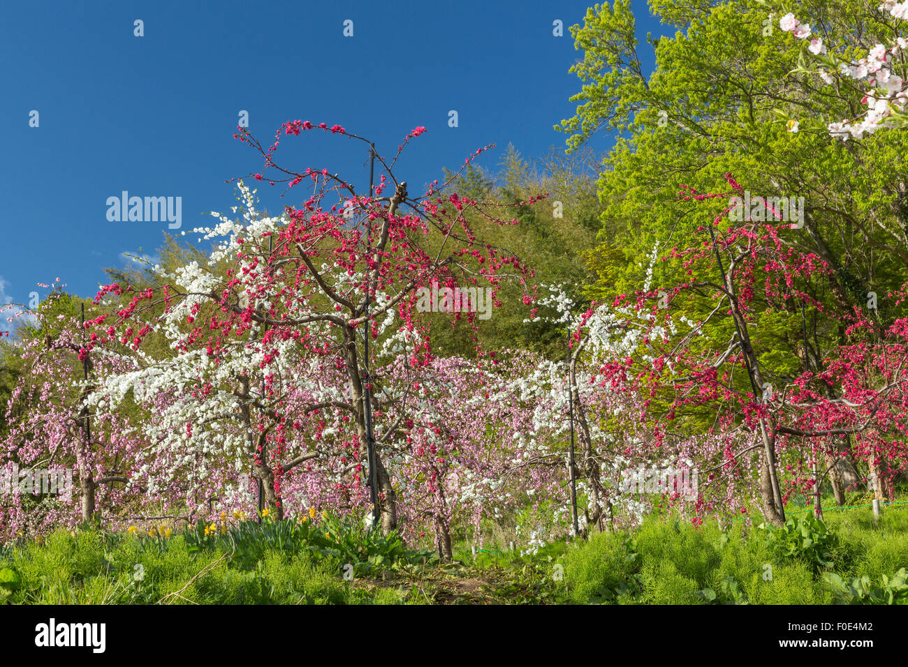 Peach trees in flower hi-res stock photography and images - Alamy