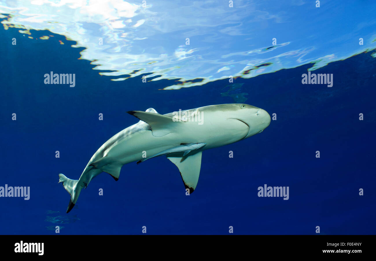 Blacktip Reef Shark Swimming Stock Photos & Blacktip Reef Shark ...