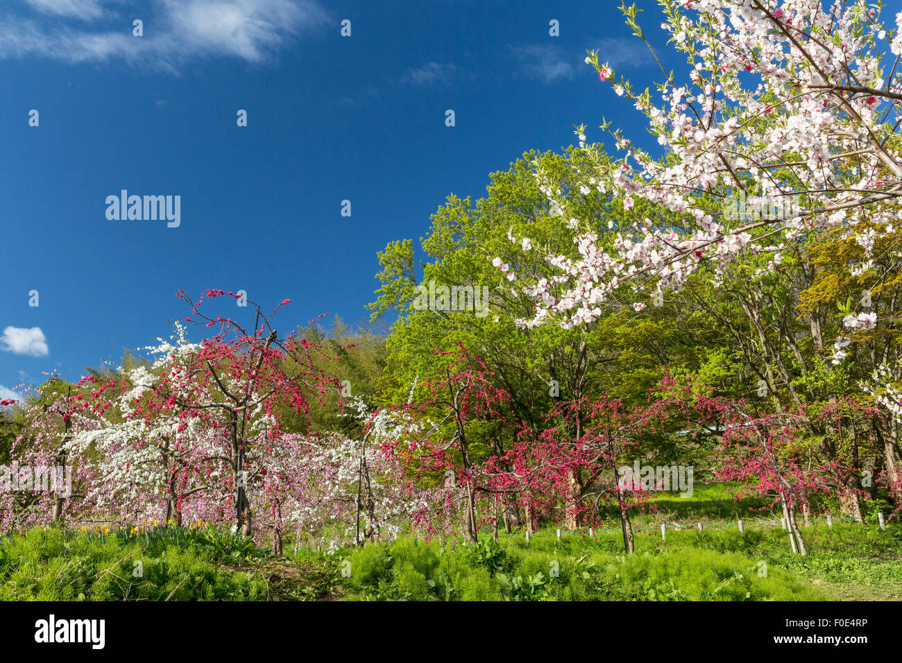 Peach trees hi-res stock photography and images - Alamy