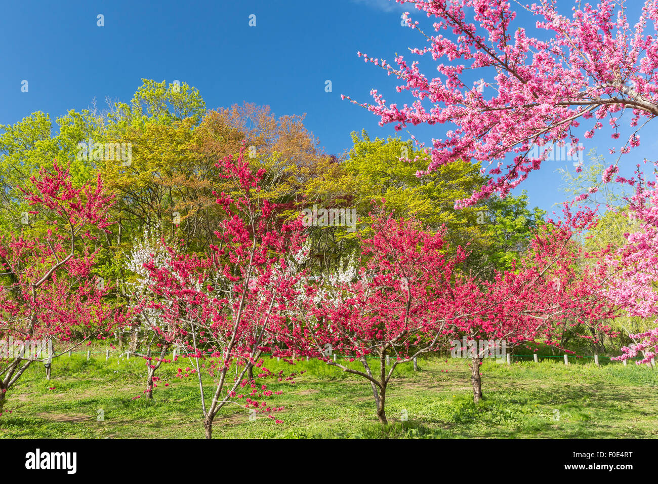 Peach trees in Fukushima, Japan Stock Photo - Alamy