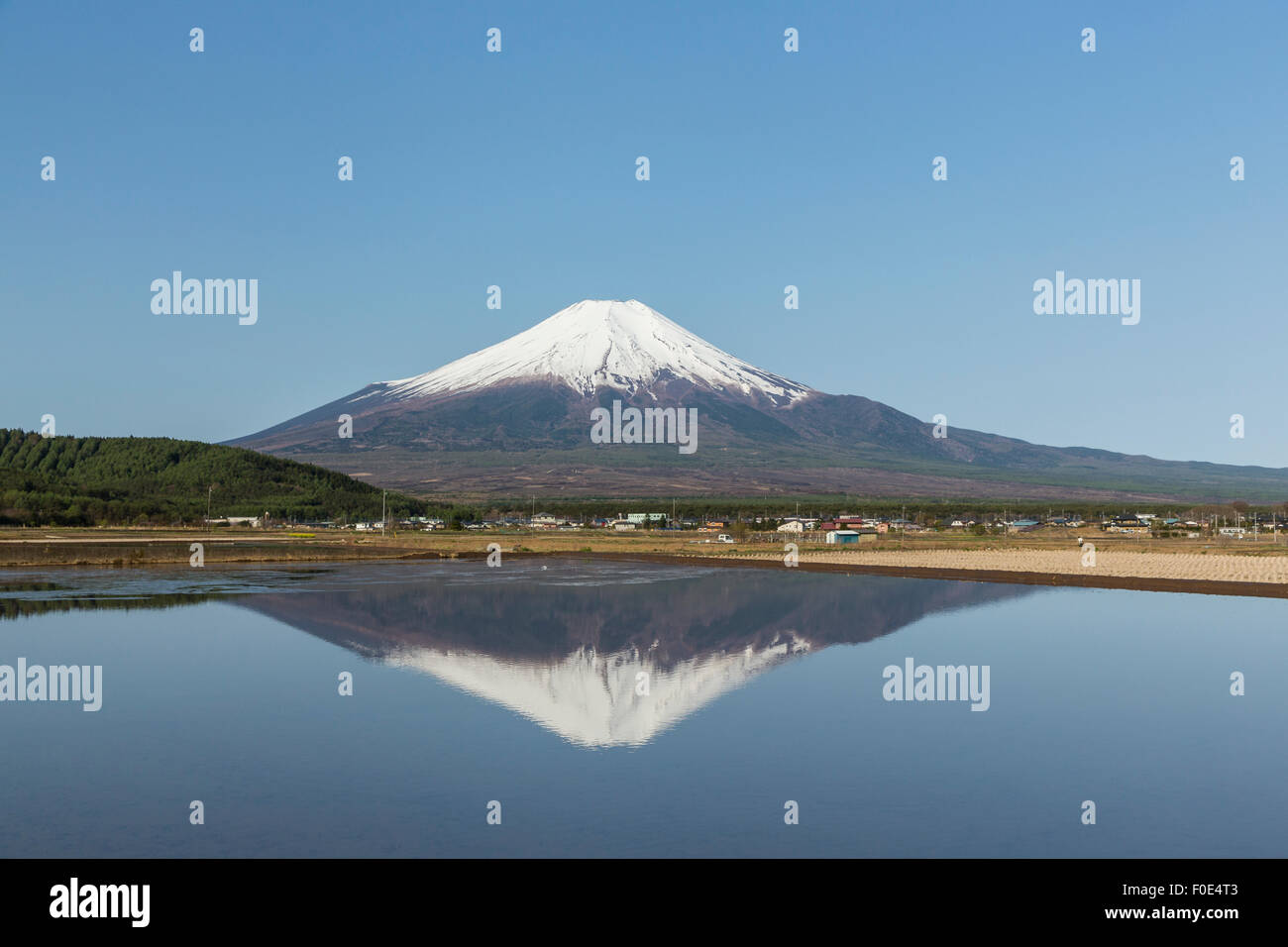 Mt. Fuji reflected on surface of rice paddy in Japan Stock Photo - Alamy