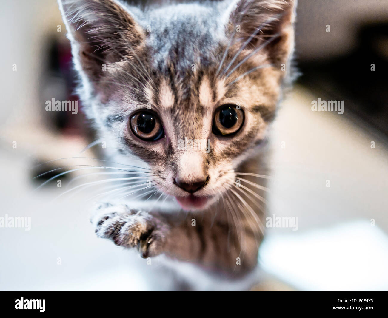 Ten-week-old kitten reaching for camera while sticking tongue out Stock ...
