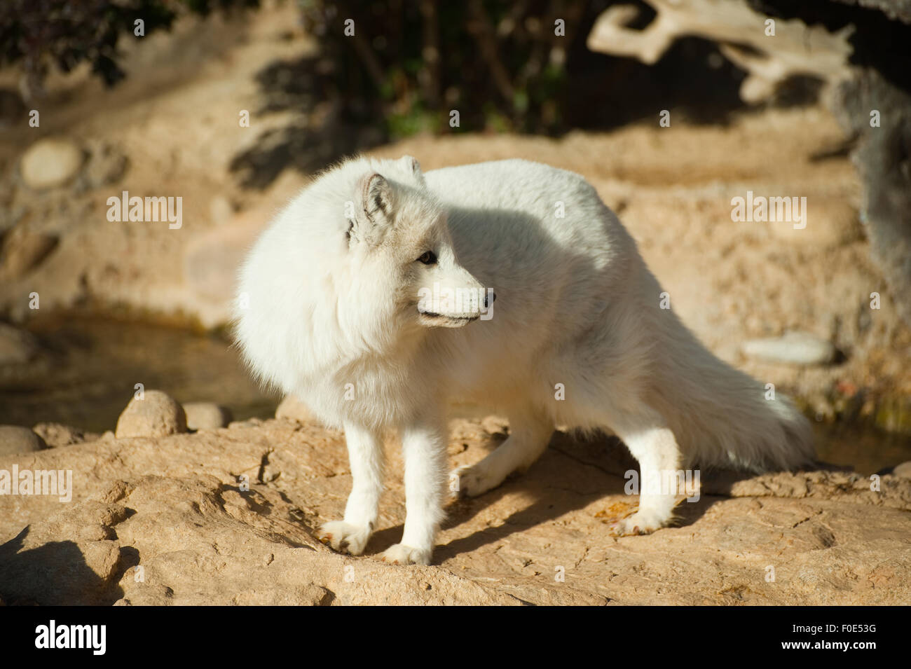 Arctic fox at Denver Zoo Stock Photo - Alamy