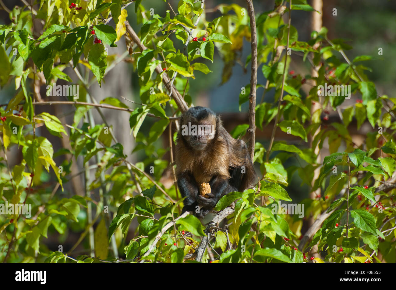 Capuchin monkey at Denver Zoo Stock Photo - Alamy