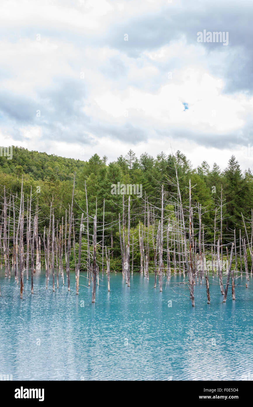 Shirogane Blue Pond in Hokkaido, Japan Stock Photo - Alamy