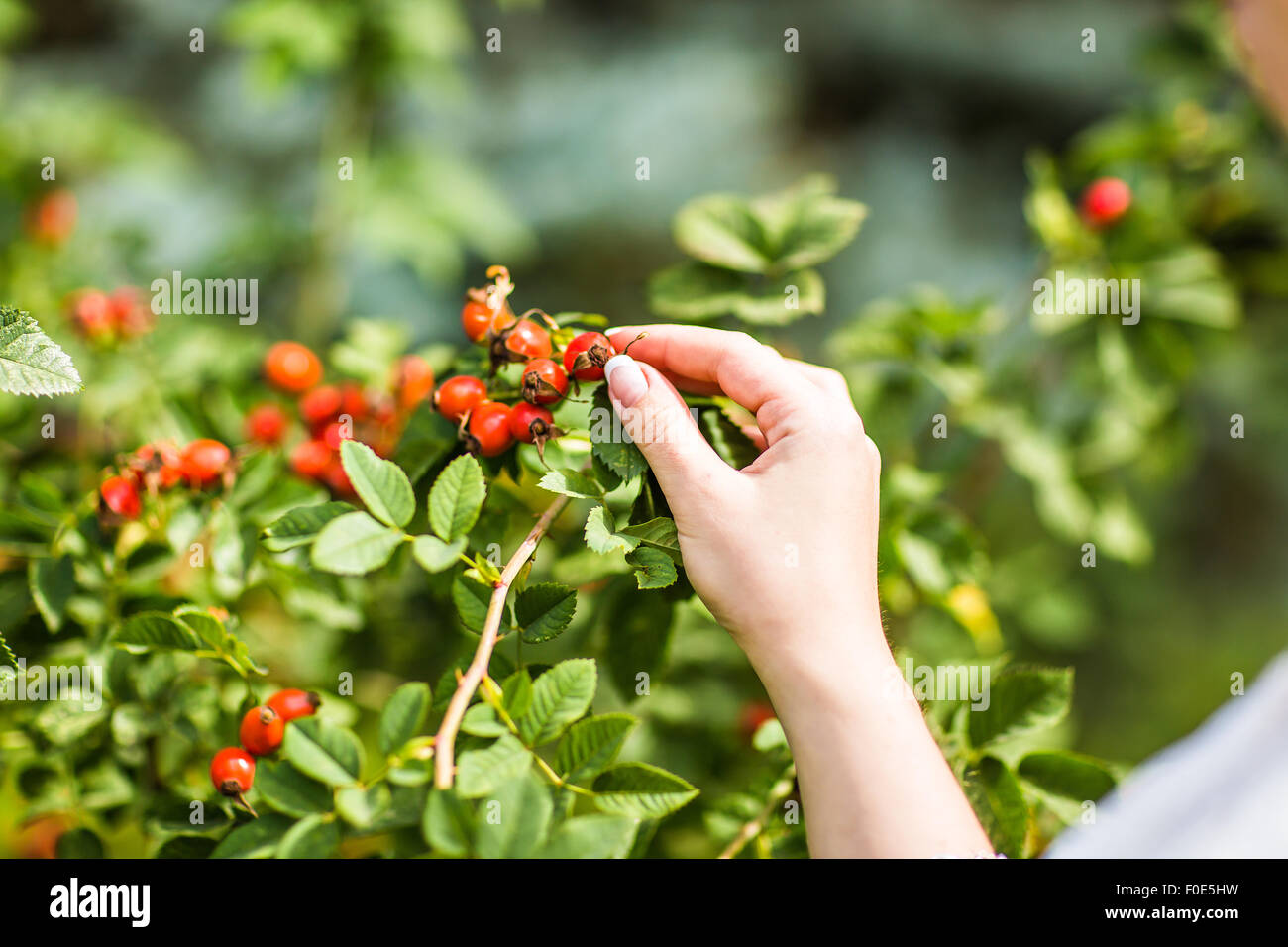 Gathering berries of wild rose Stock Photo - Alamy
