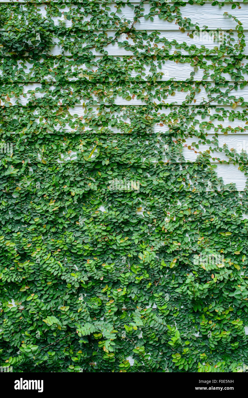 Green tree wall hi-res stock photography and images - Alamy