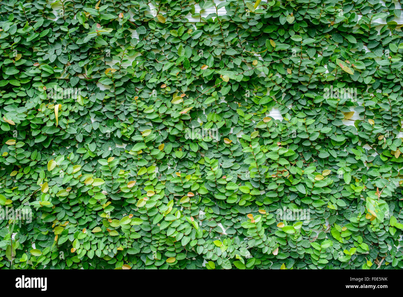 Ivy wall hi-res stock photography and images - Alamy