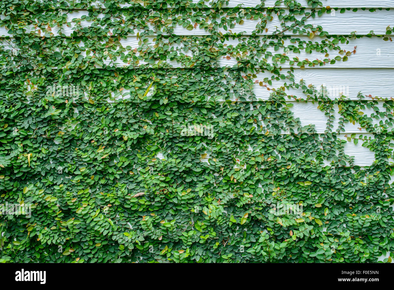 Ivy wall hi-res stock photography and images - Alamy