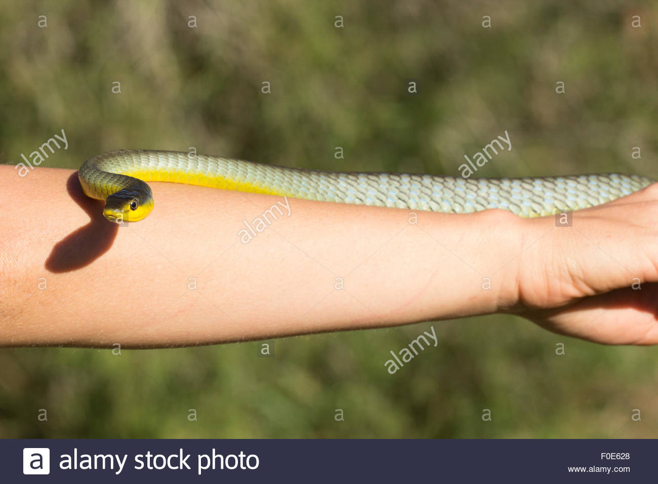Green Tree Snake Stock Photos & Green Tree Snake Stock Images - Alamy