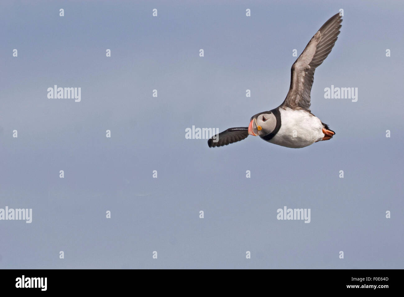 An Atlantic Puffin in flight Stock Photo - Alamy