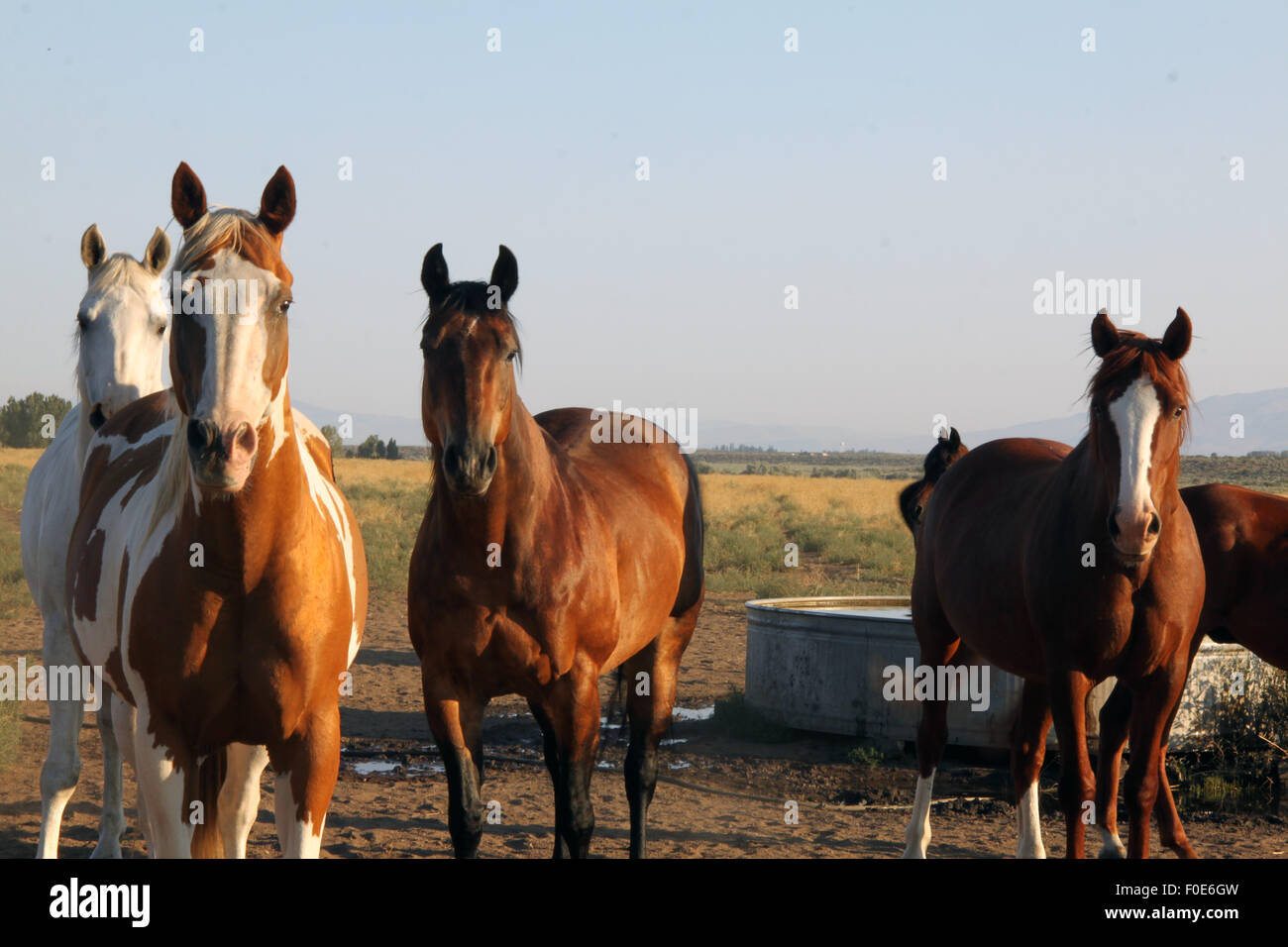 Four four horse hi-res stock photography and images - Alamy