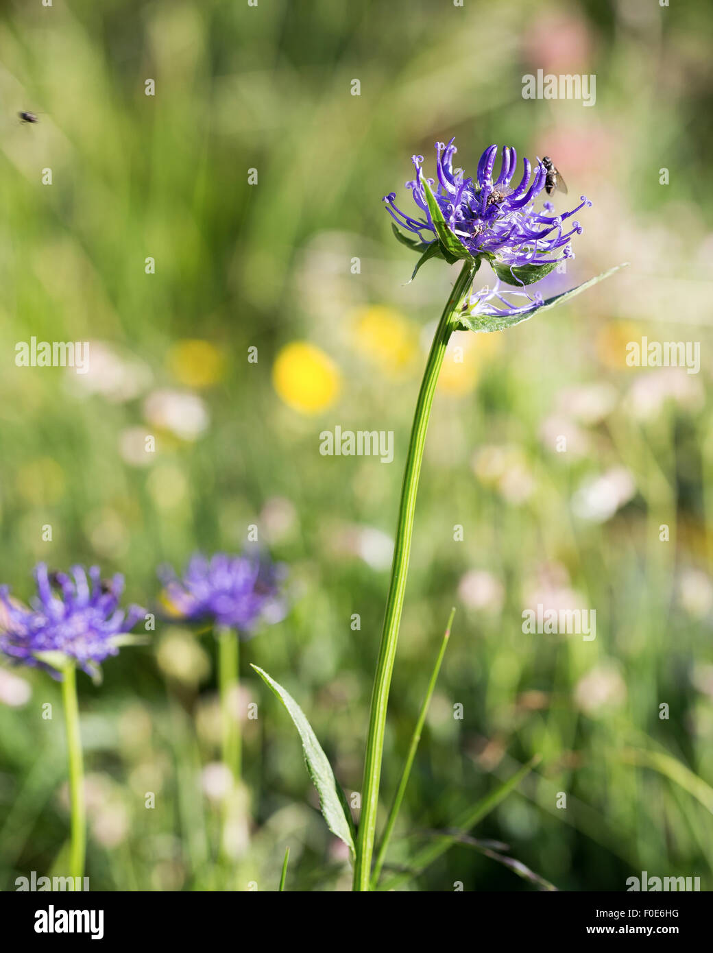 Phyteuma L. Rampion, Rapunzel Stock Photo - Alamy