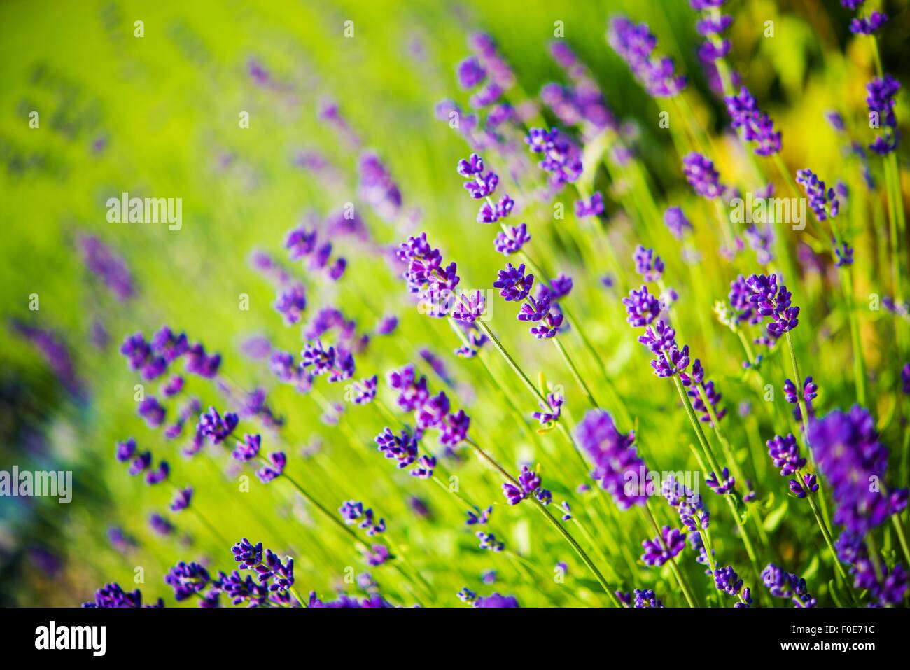 Blossom Purple Wildflowers Closeup Photo. Summertime Wildflowers Stock ...