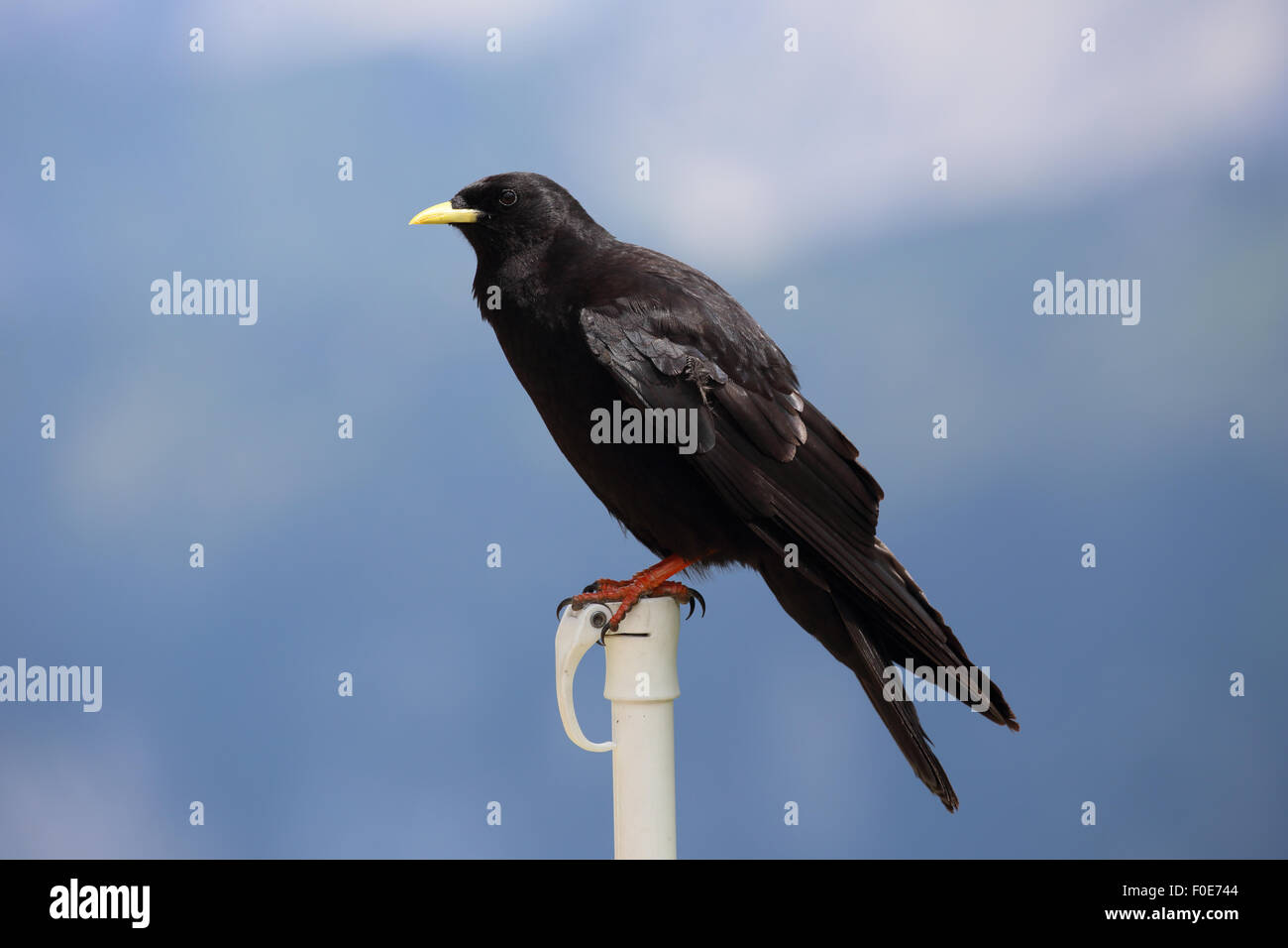Chough bird hi-res stock photography and images - Alamy