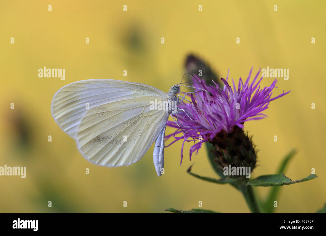A Wood white (probably leptidea reali) feeding Stock Photo - Alamy