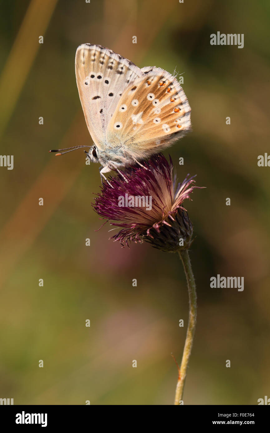 Lysandra hi-res stock photography and images - Alamy