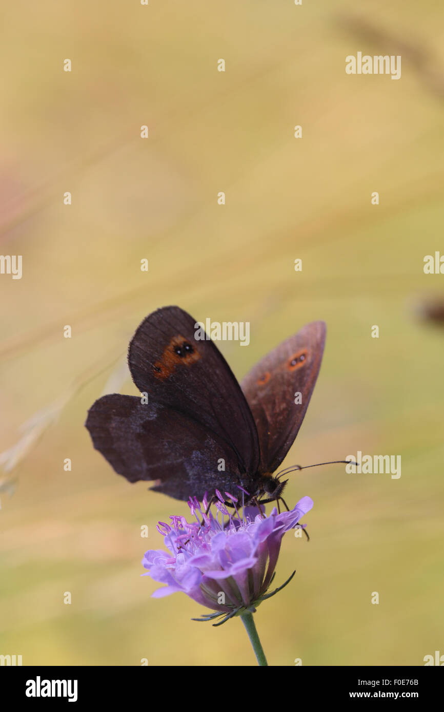 Satyr butterfly hi-res stock photography and images - Alamy