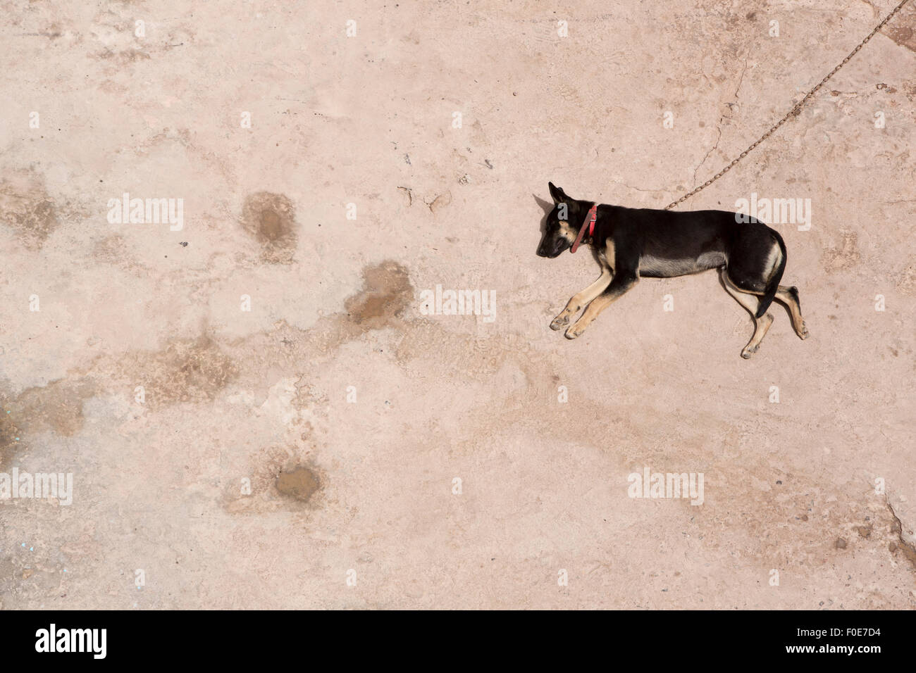 Chained wild dog sleeping on hot floor in Morocco Stock Photo - Alamy