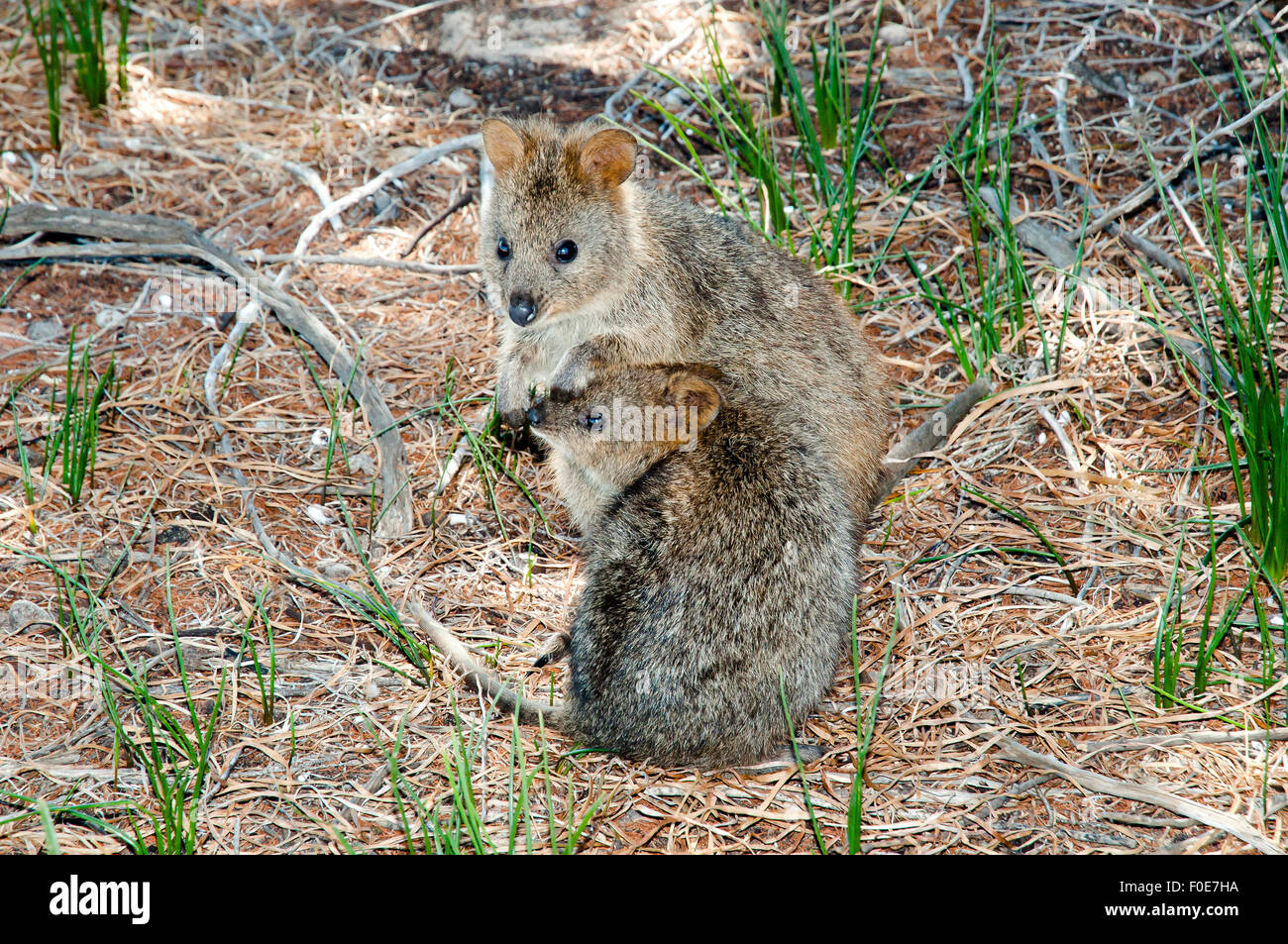 Quokkas - Rottnest Island - Australia Stock Photo - Alamy