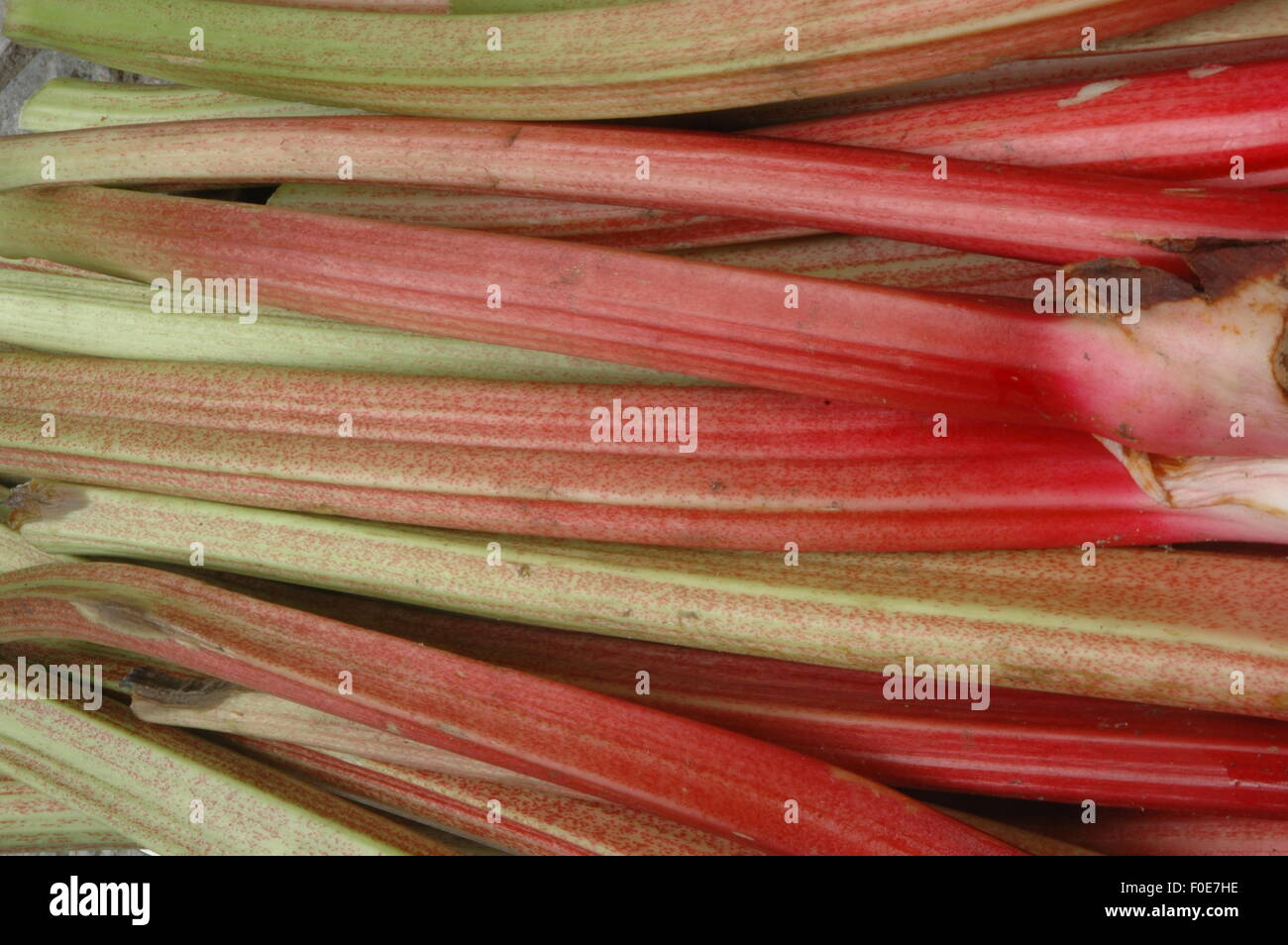 Pick rhubarb hi-res stock photography and images - Alamy