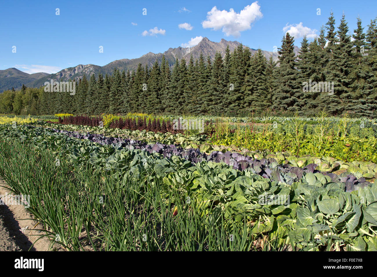 Matanuska susitna hi-res stock photography and images - Alamy
