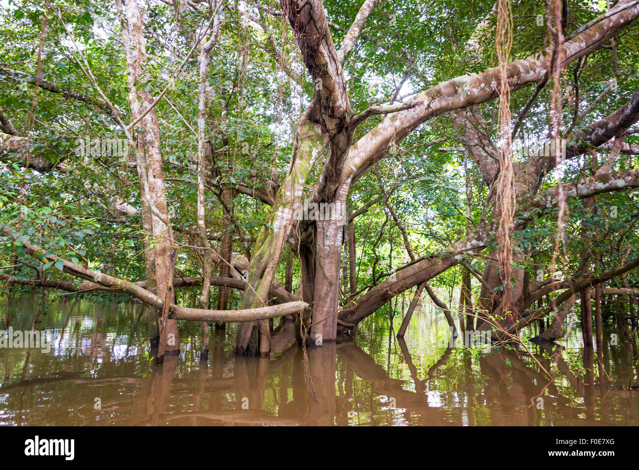 Rain forest trees hi-res stock photography and images - Alamy
