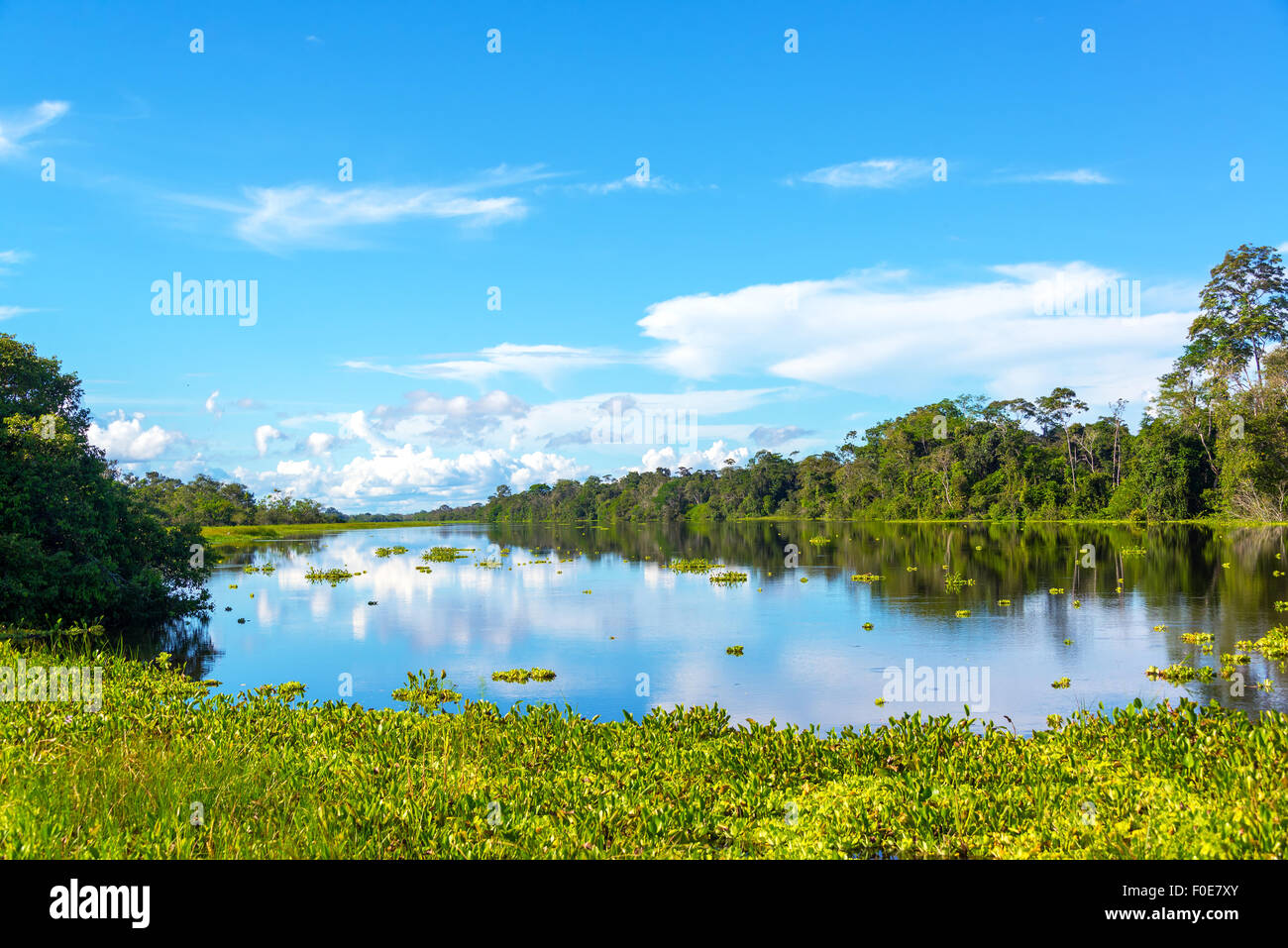 View of a river in the Amazon rain forest with aquatic plants in the ...