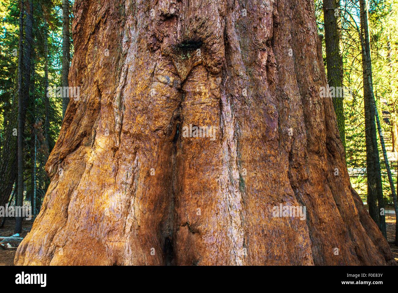Giant Sequoia Bark Closeup. California Sequoia National Park Stock ...