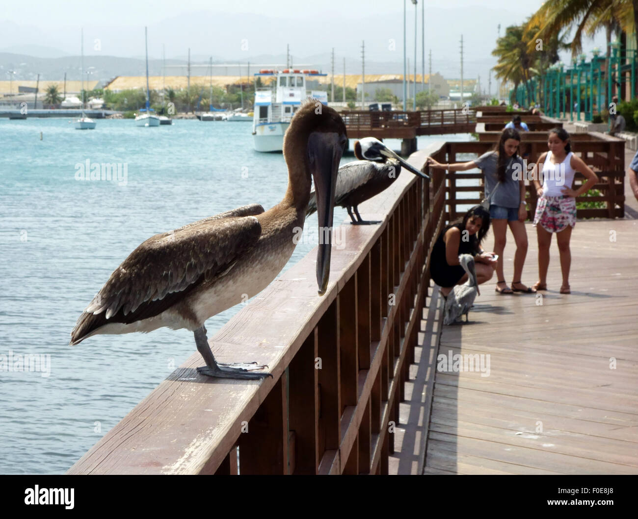 Pelicans at the harbour harbor in Ponce Puerto Rico Stock Photo - Alamy