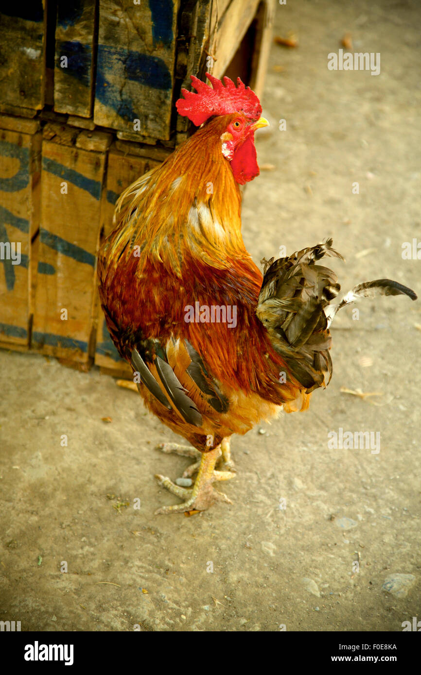 Chicken in a Moroccan farm in the north of Morocco Stock Photo - Alamy